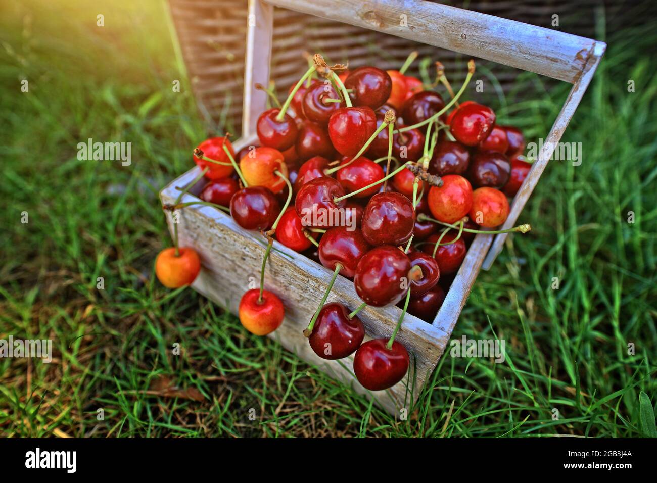 Juicy and tasty cherries in a sunny garden Stock Photo - Alamy