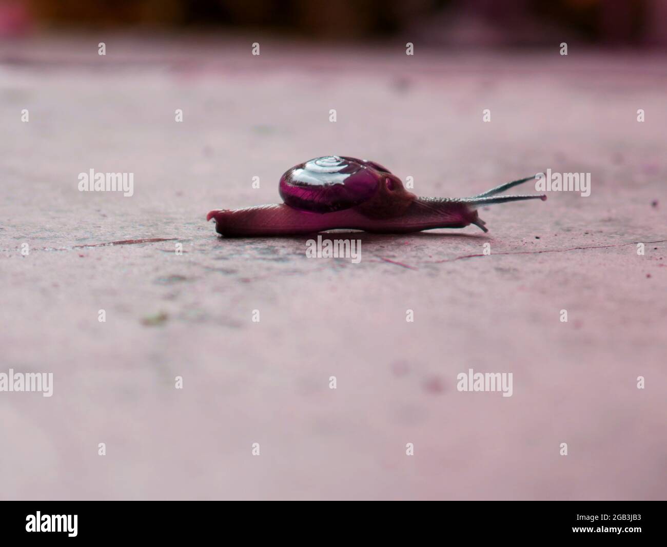 hirudinean water insect going on cemented surface Stock Photo - Alamy