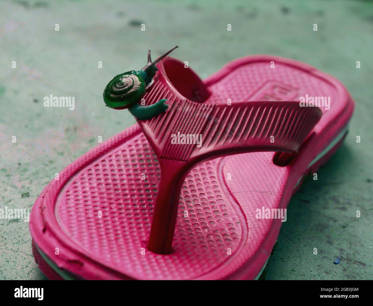 snail water insect climbing on feet sleeper at concrete flower Stock ...