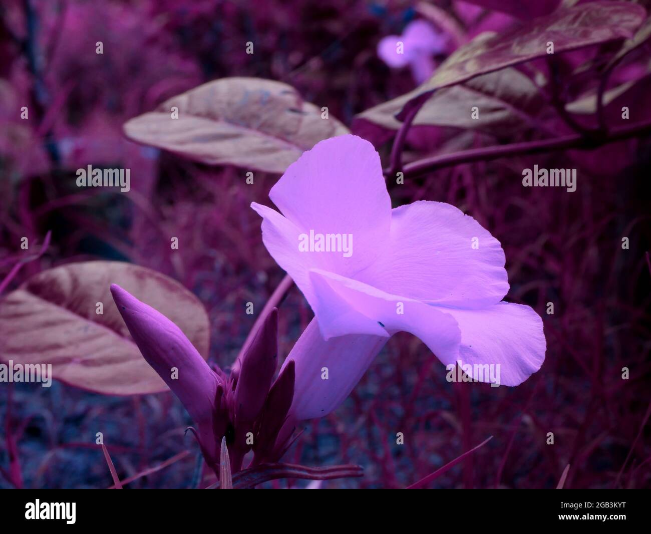 Purple alamanda flower hi-res stock photography and images - Alamy