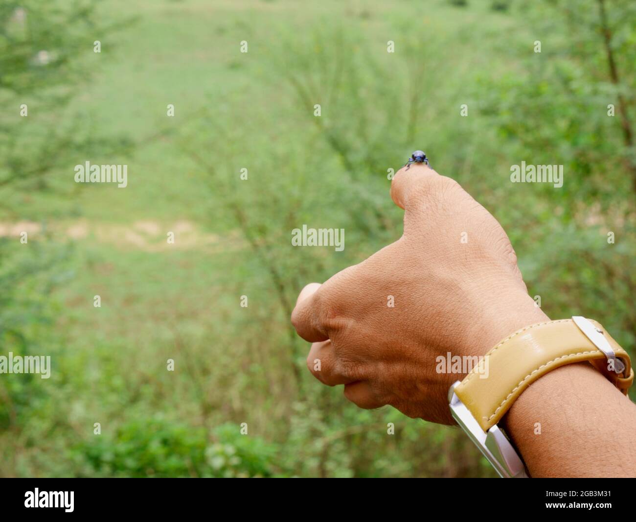 Man hand presenting insect on finger around natural green background ...