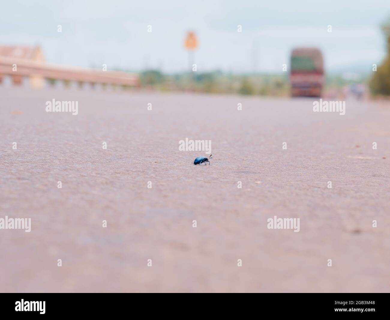 Beetle insect walking on transportation road behind blur truck on ...