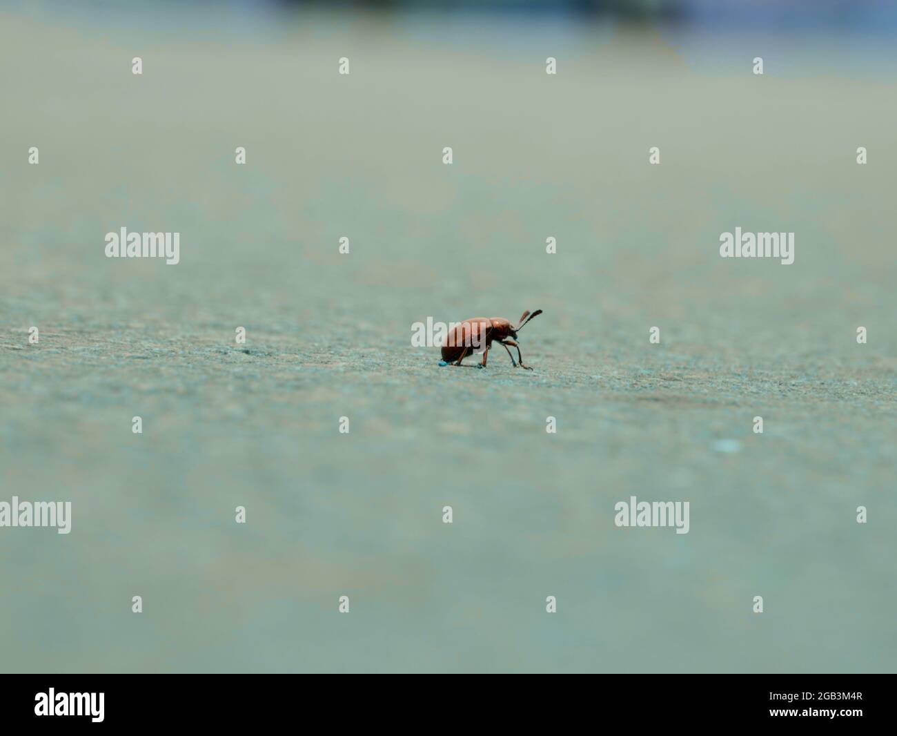 Single beetle insect going at concrete field, Animal lifestyle concept ...