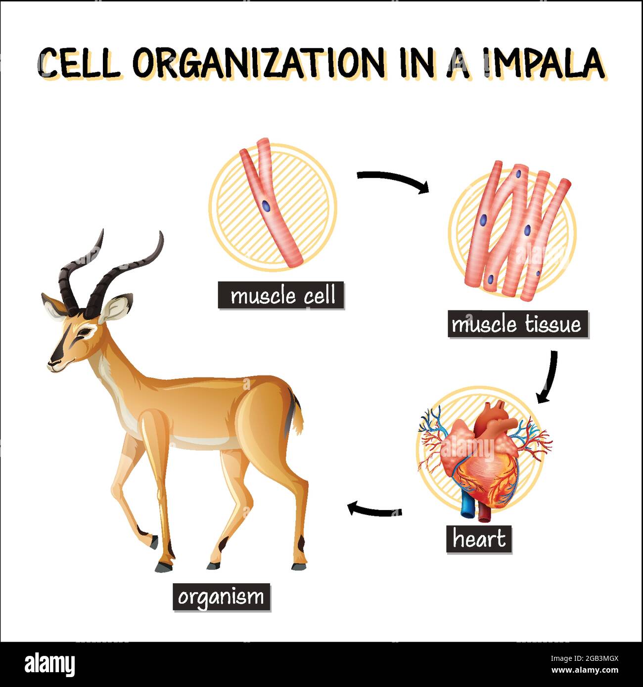 Diagram showing cell organization in a impala illustration Stock Vector ...