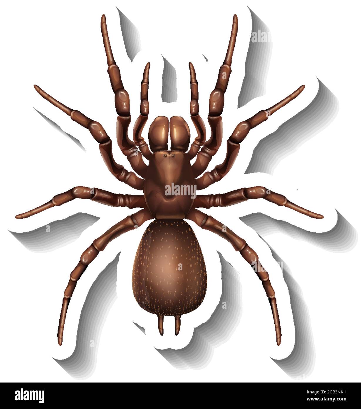 A sticker template with top view of a spider isolated illustration ...