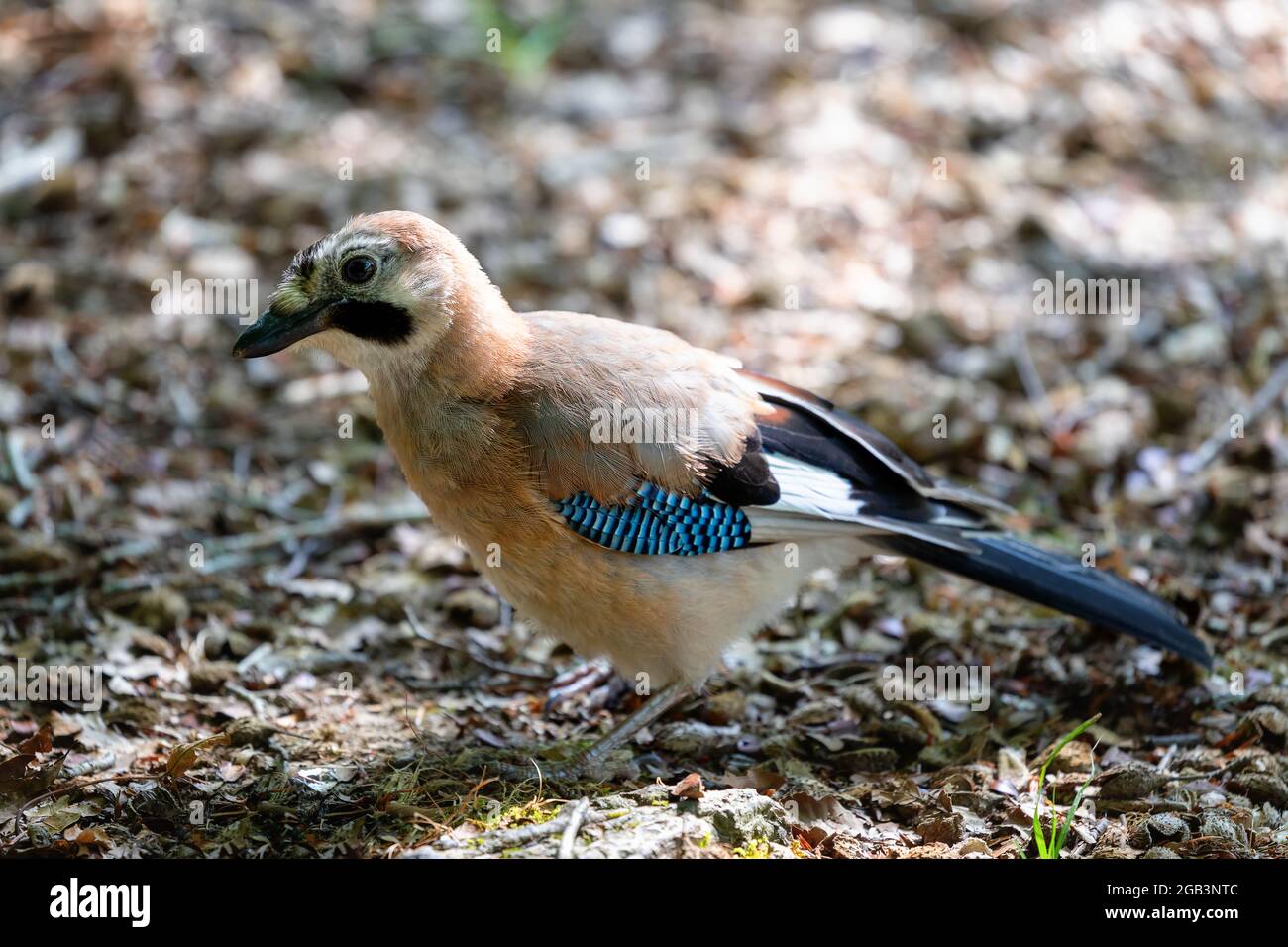 Corvidae family hi-res stock photography and images - Alamy