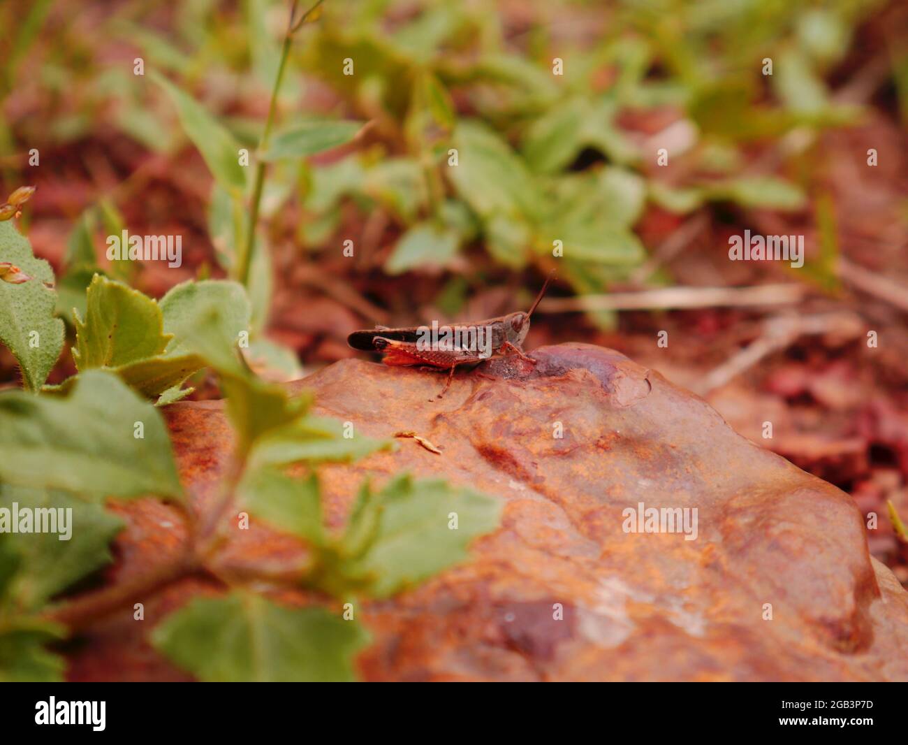 Locust insect presented on stone surface around natural green leaves ...
