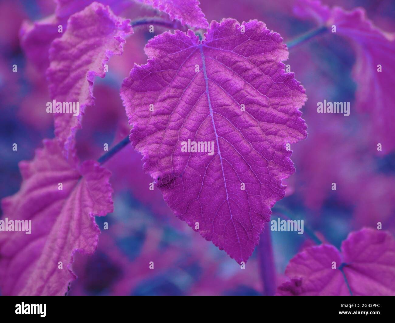 Purple color leaf on focus, amazing plant presentation for commercial ...
