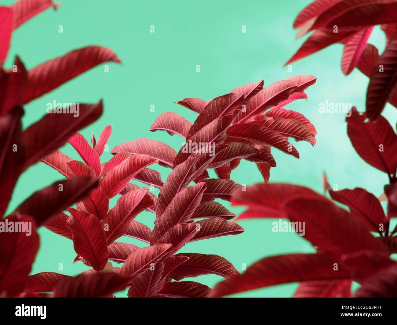 Guava tree maroon color leaves presented on sky background Stock Photo ...