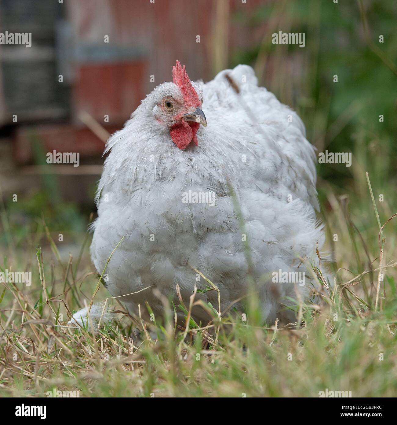 Pekin bantam hen hi-res stock photography and images - Alamy