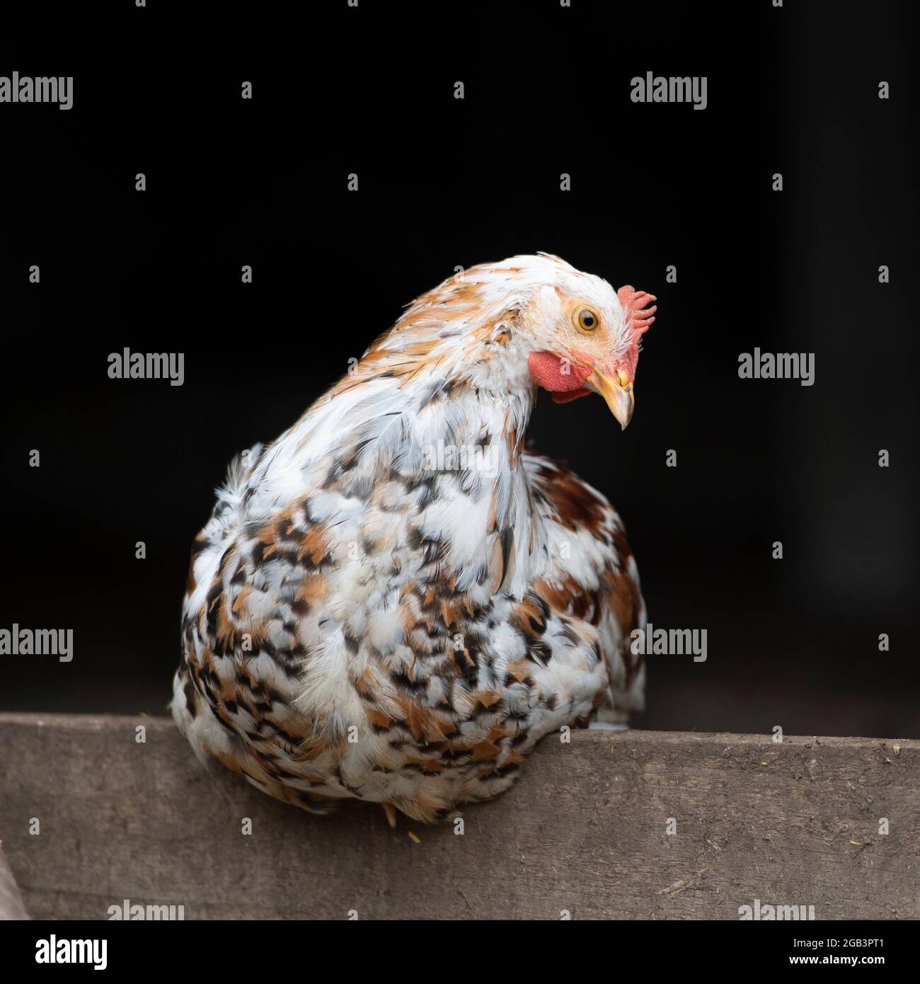 Endangered chicken breed hi-res stock photography and images - Alamy