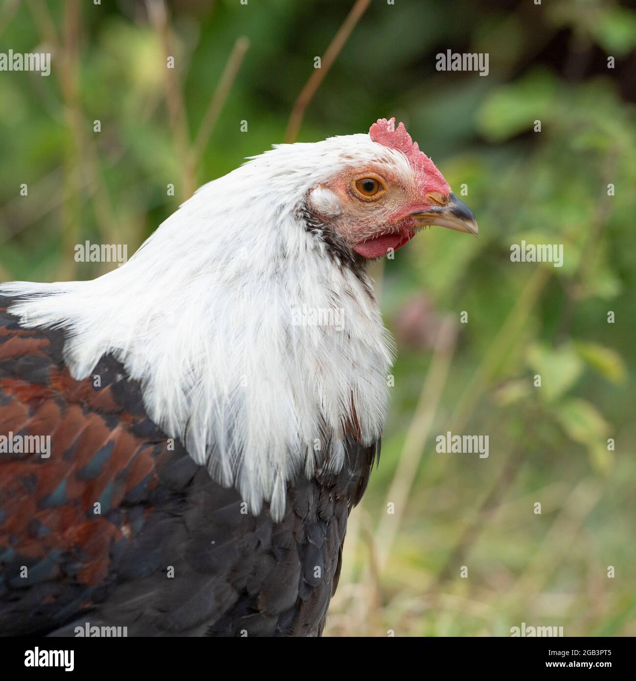 faverolle chicken Stock Photo - Alamy