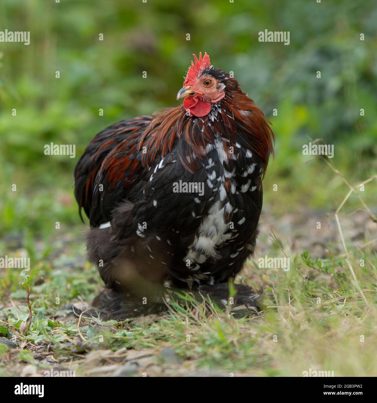 Cute cockerel hi-res stock photography and images - Alamy