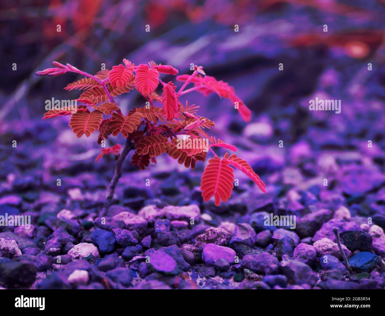 Small red leaves plant growing at stone field, Nature survival concept ...