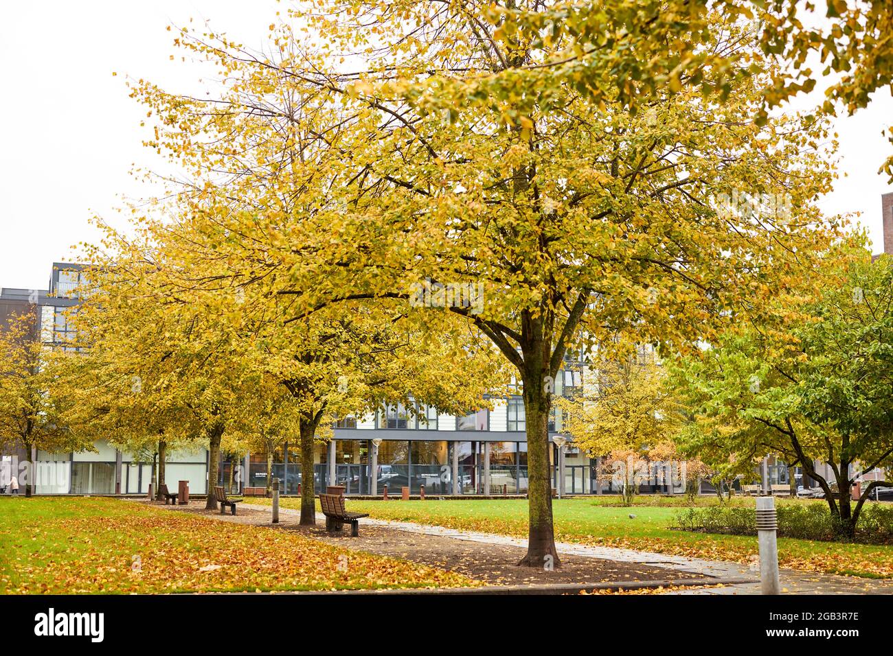 Vines tree canopy trees hi-res stock photography and images - Alamy