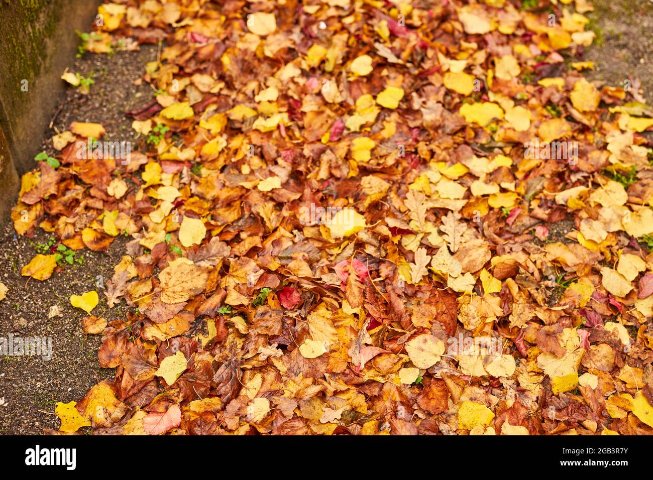 big park with large leaves in fall Stock Photo - Alamy