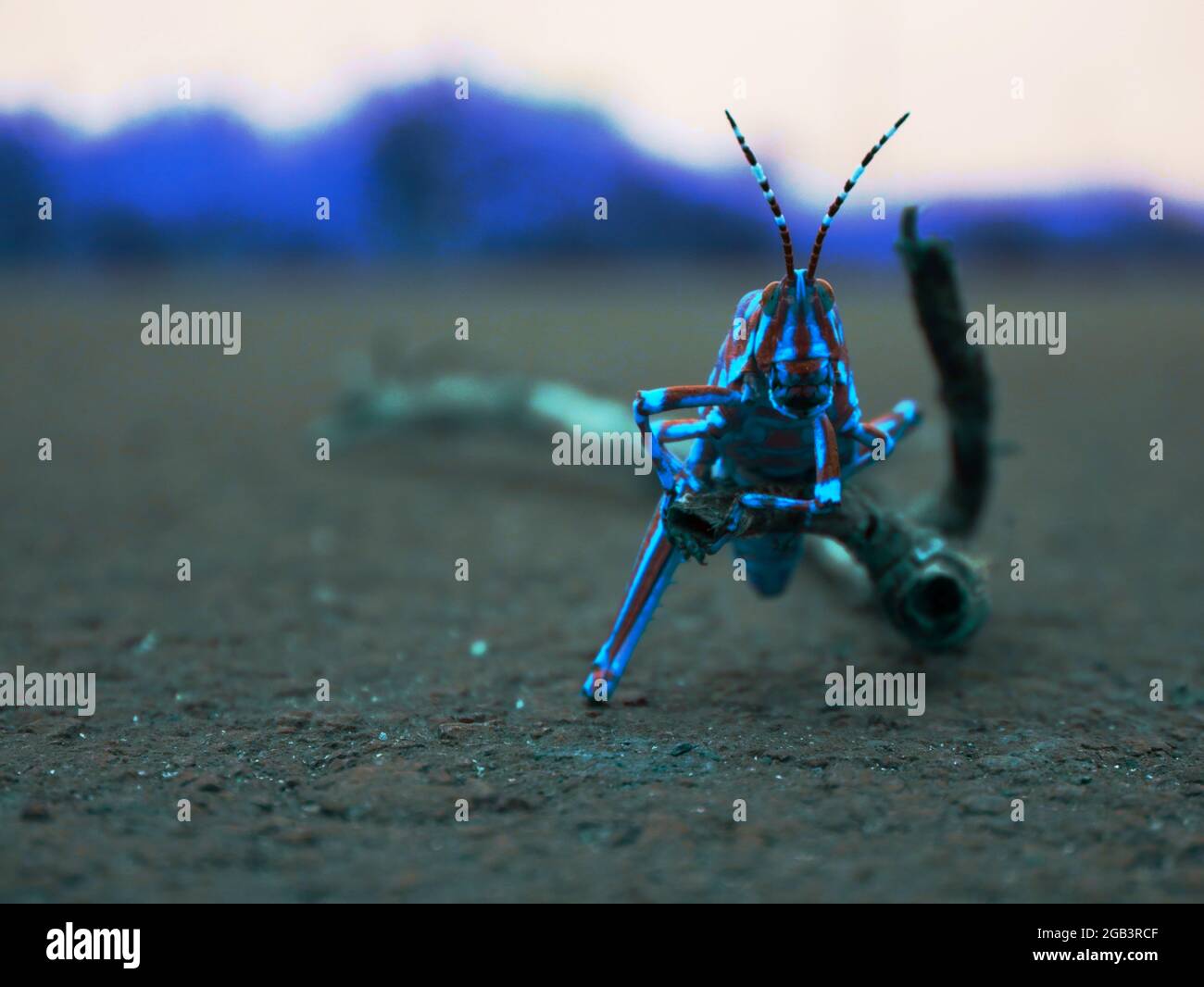 Asian Praying Mantis creature sitting upon wood stick on road, Wildlife ...