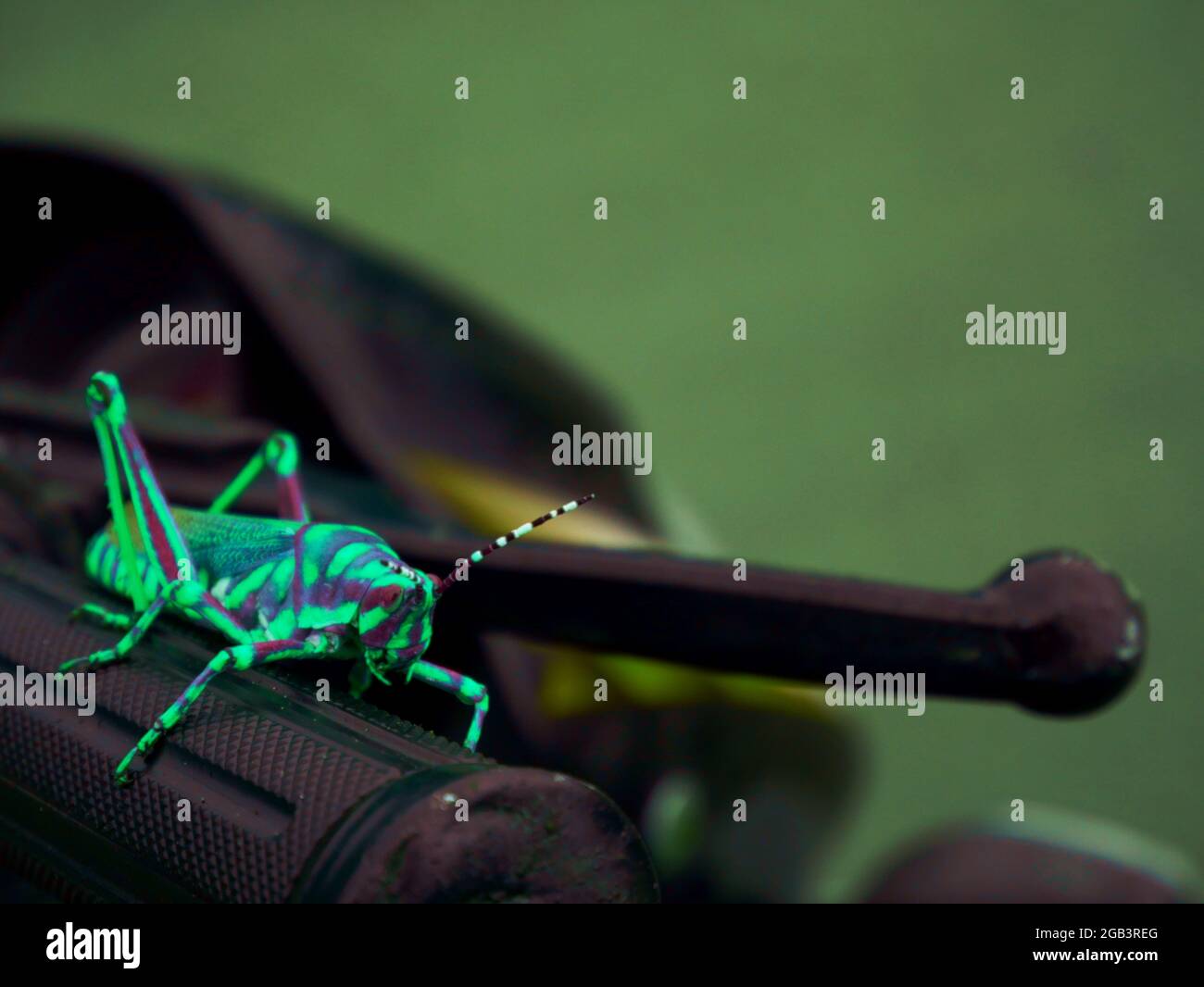 Grasshopper sitting upon motor bike handle, wildlife insect lifestyle ...