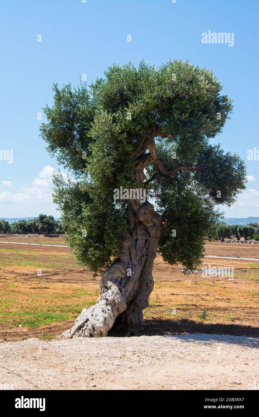 Tree trunk of old olive tree in Puglia, Italy Stock Photo - Alamy