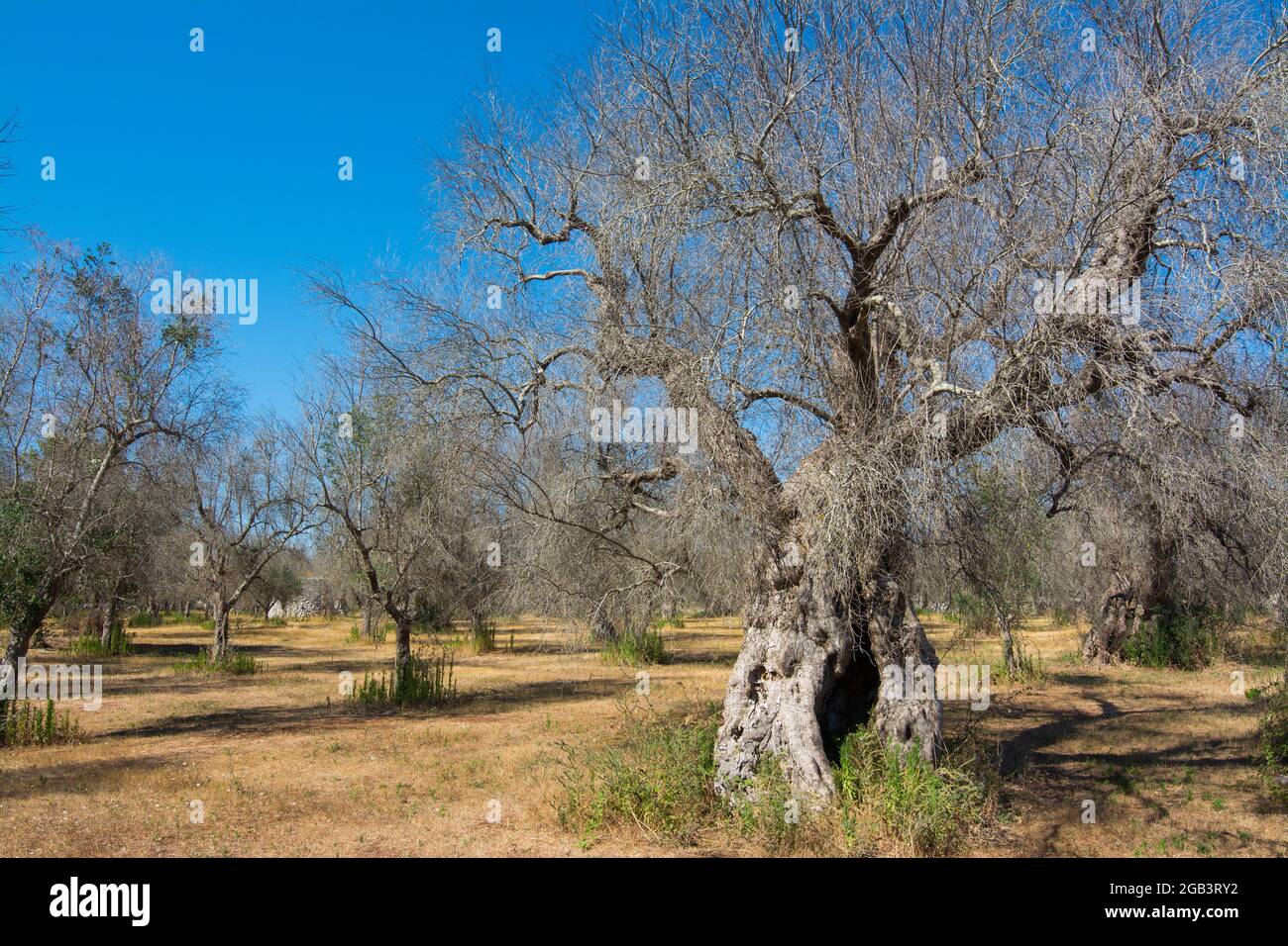 Infested olive trees (bacterium Xylella Fastidiosa), Salento, Puglia ...