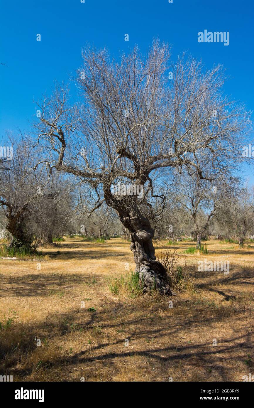 Infested olive trees (bacterium Xylella Fastidiosa), Salento, Puglia ...