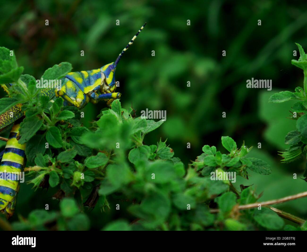 Indian variety grasshopper presented around green leaves background ...