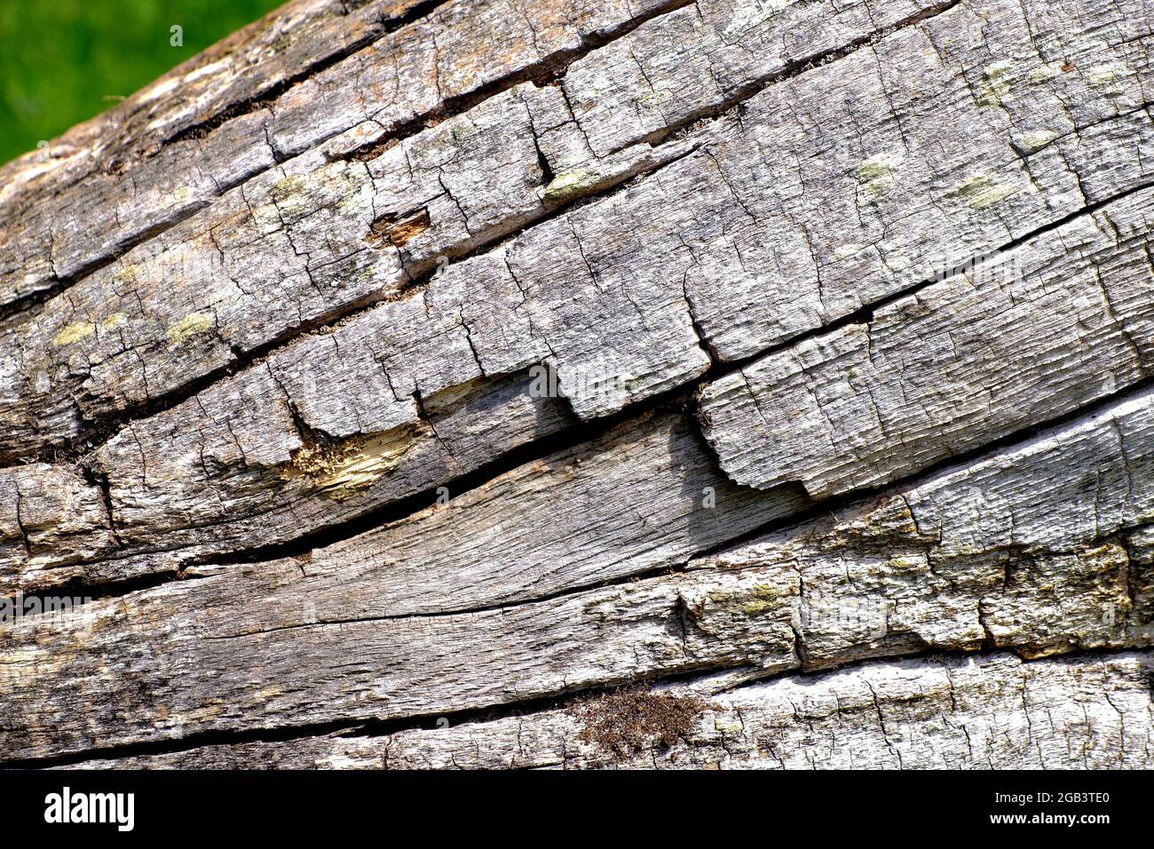 Knarled old rotten worn dried out tree trunk Stock Photo - Alamy