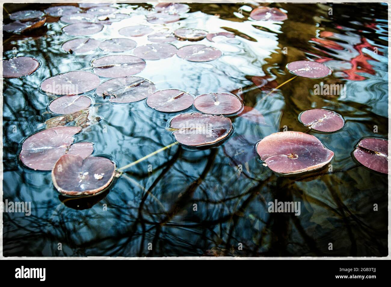 Top view of water lilies Stock Photo - Alamy