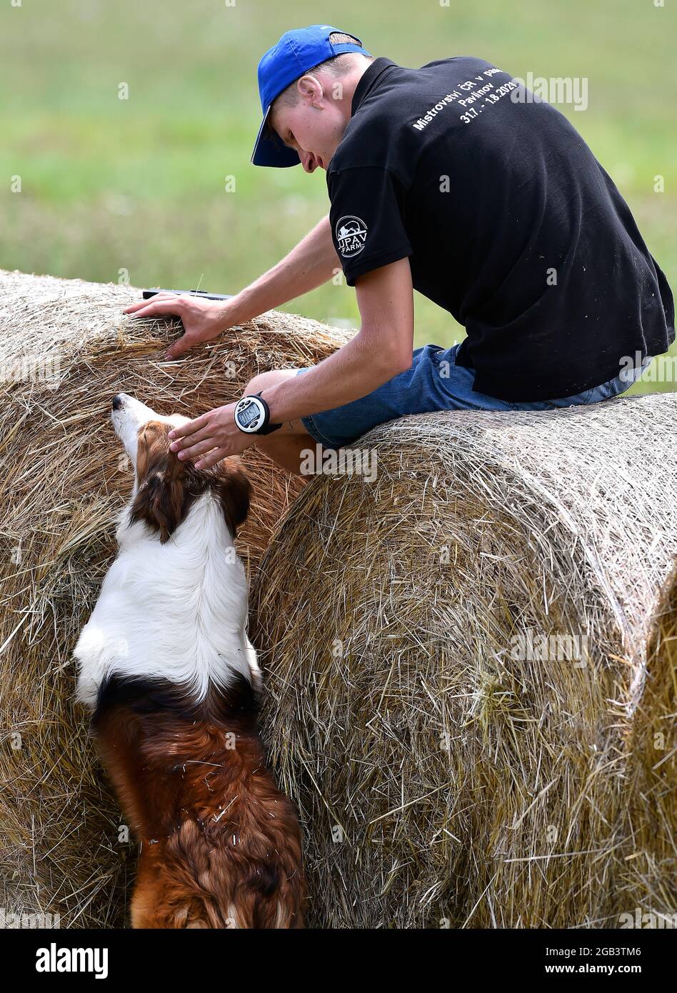 Czech championship in sheep handling with shepherd dogs on meadow near ...
