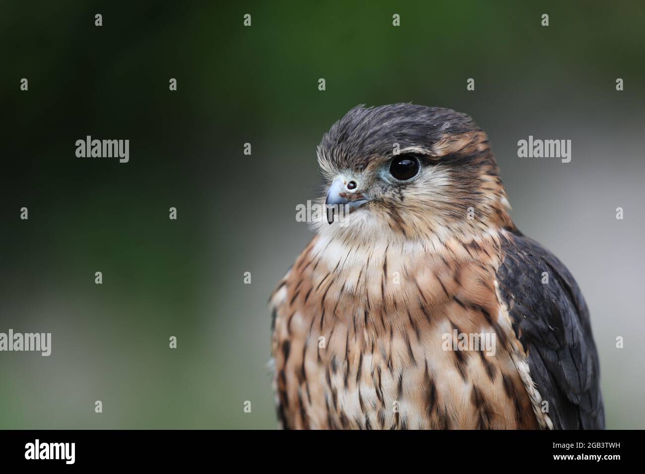 A beautiful Merlin Bird, (a small species of falcon from the Northern ...