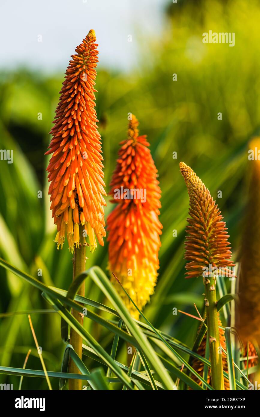 Kniphofia uvaria flowers hi-res stock photography and images - Alamy