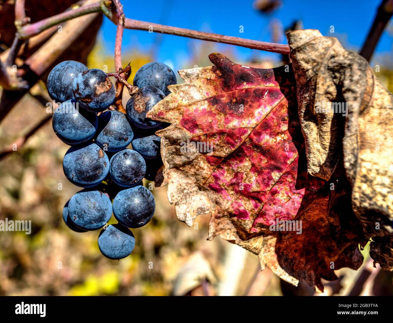 Grapevine leaf autumn hi-res stock photography and images - Alamy