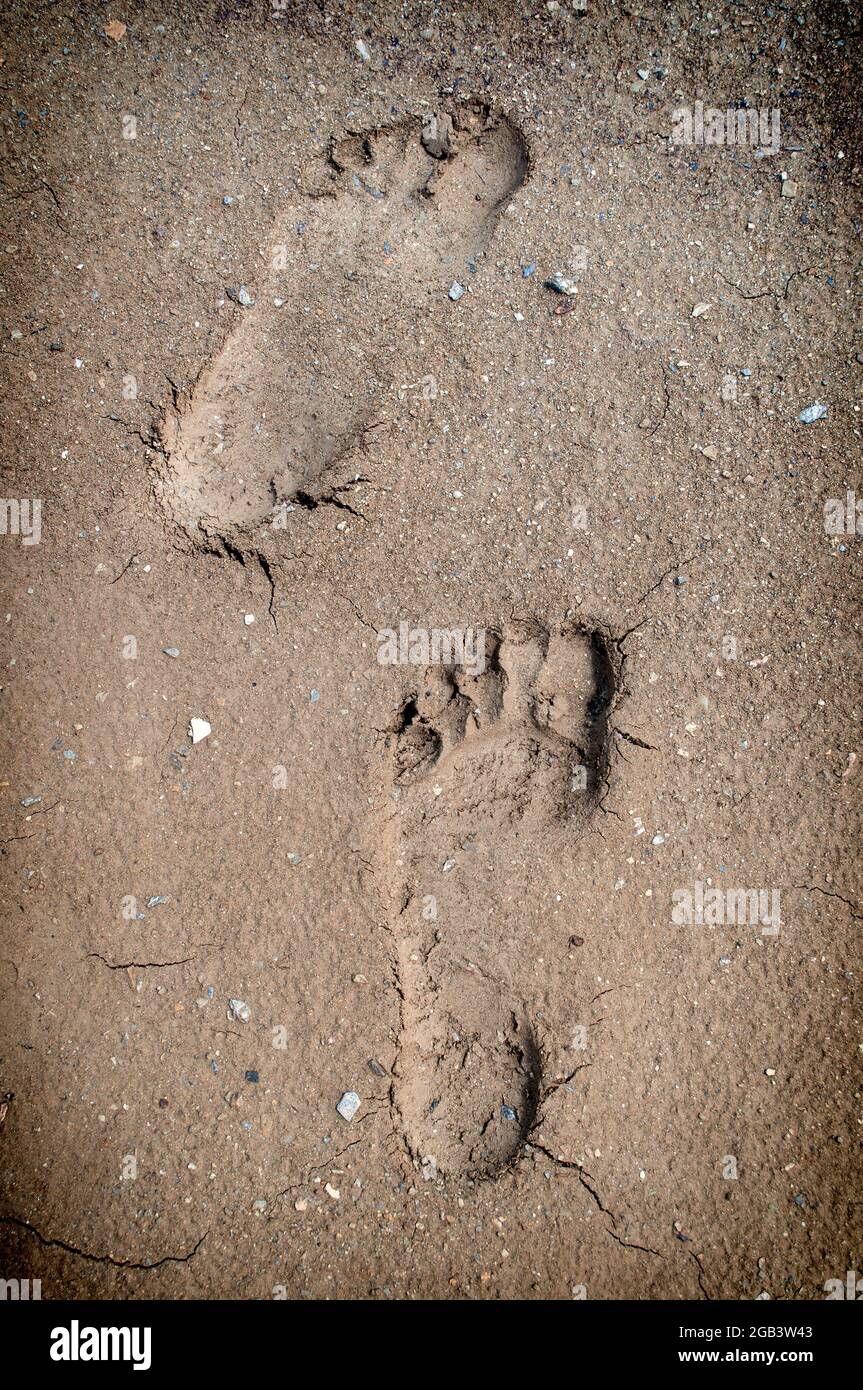 Foot mark in the beach hi-res stock photography and images - Alamy