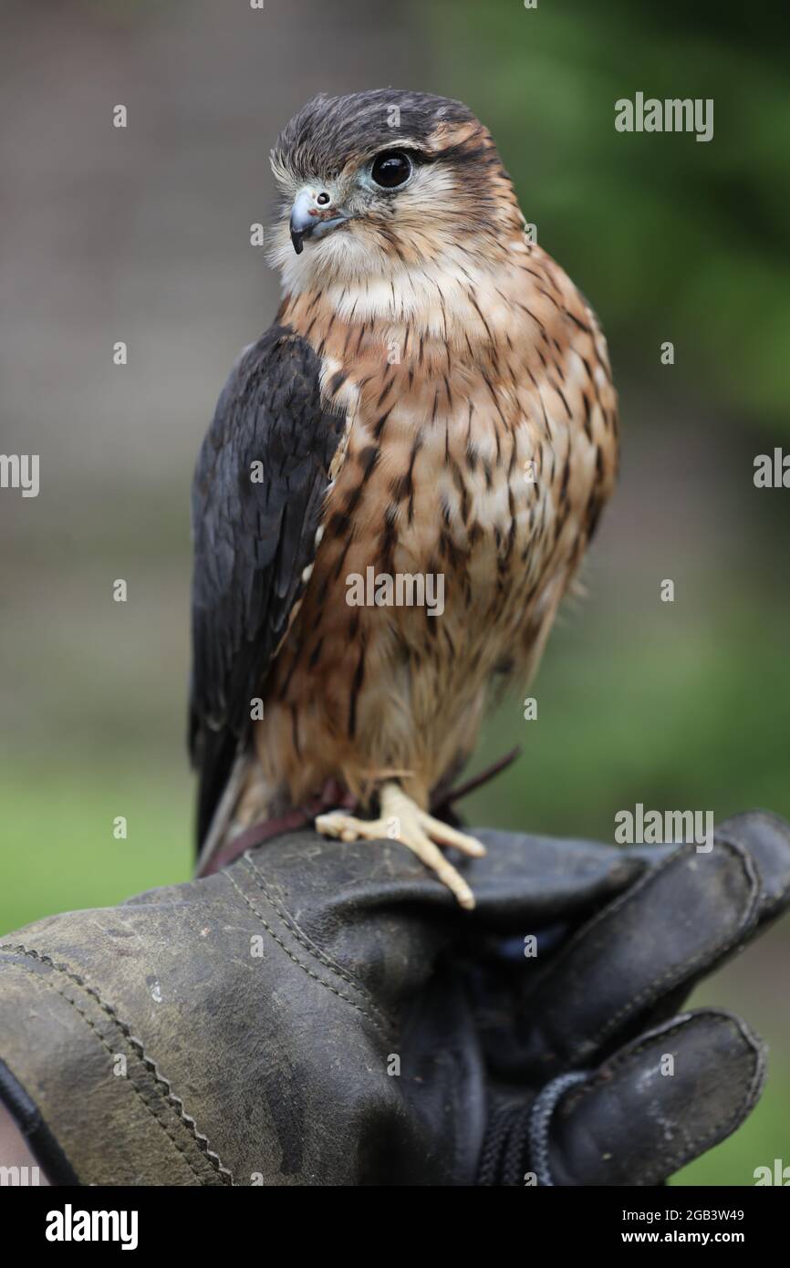 A beautiful Merlin Bird, (a small species of falcon from the Northern ...