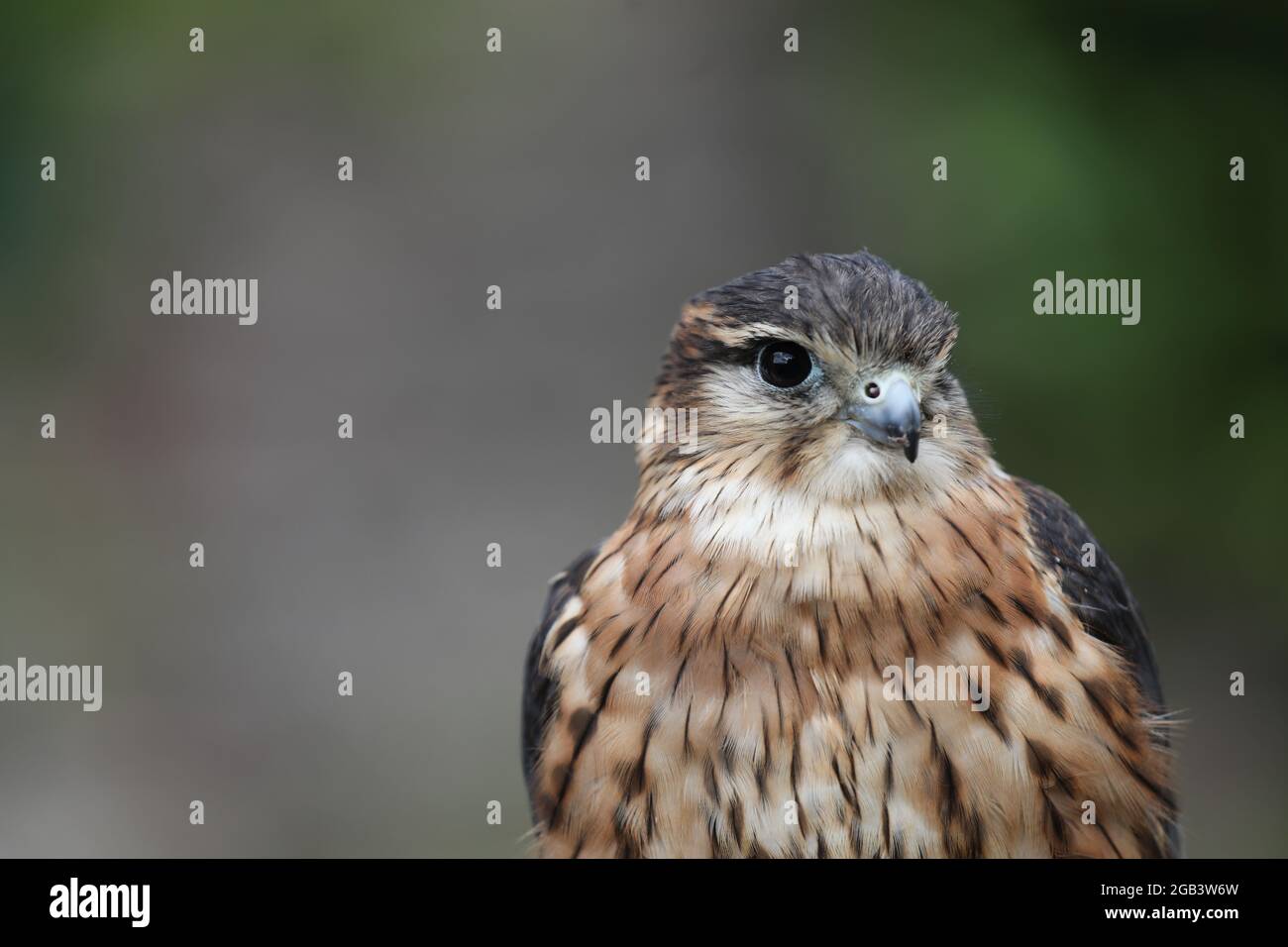 A beautiful Merlin Bird, (a small species of falcon from the Northern ...