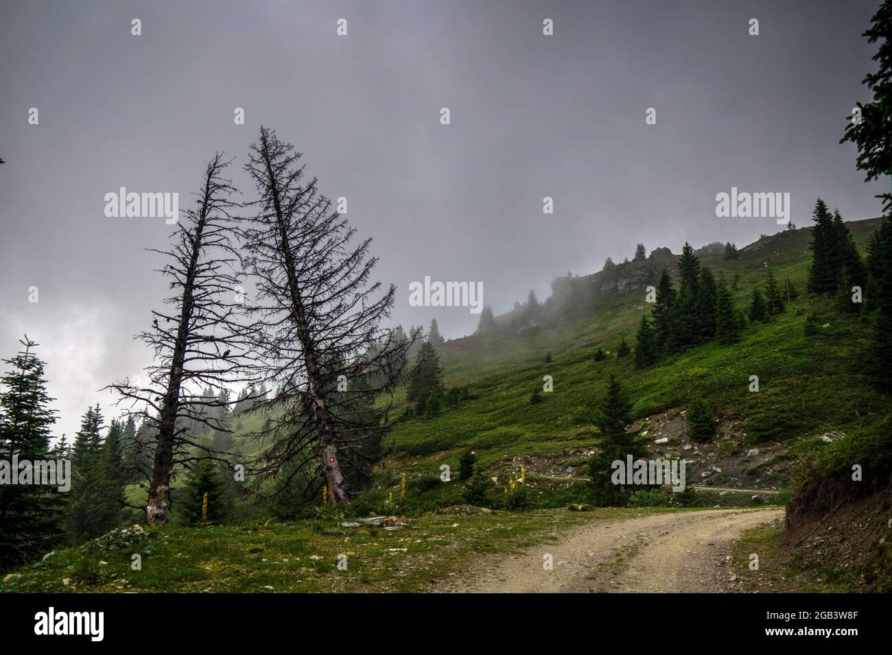 Tall upright trees with withered branches in the mountains Stock Photo ...