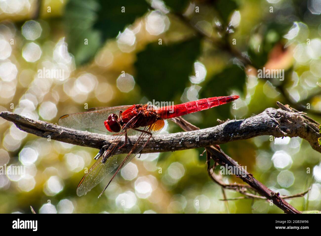Dragon fly in the nature habitat. Macro images with bokeh. Dragonfly is ...