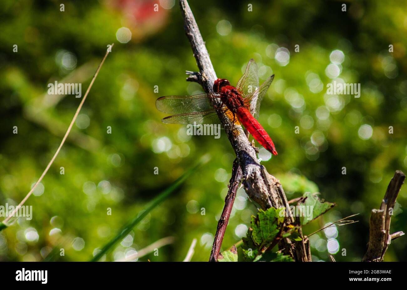 Dragon fly in the nature habitat. Macro images with bokeh. Dragonfly is ...