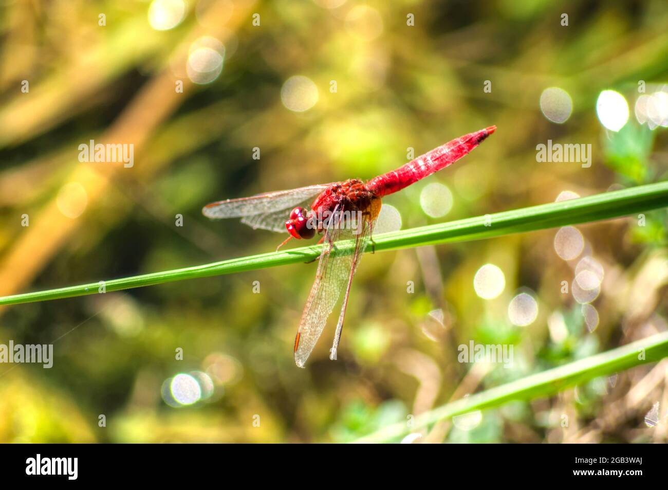 Dragon fly in the nature habitat. Macro images with bokeh. Dragonfly is ...