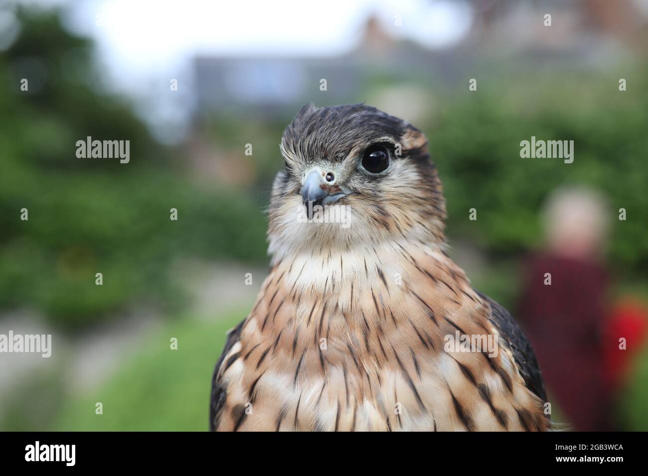 A beautiful Merlin Bird, (a small species of falcon from the Northern ...