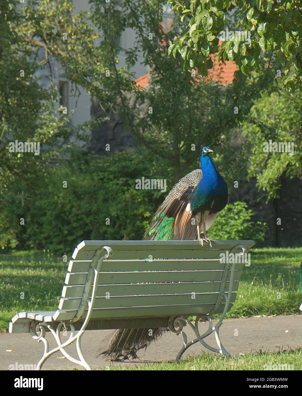 Portrait of a peacock sitting on the back of a park bench in the early ...