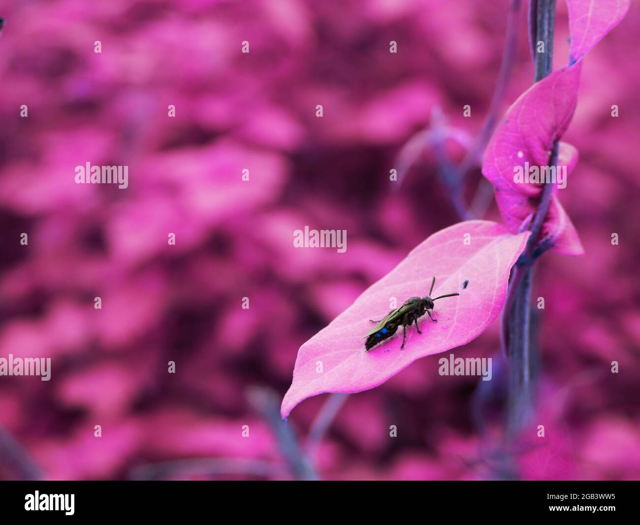Flying insect sitting upon purple leaf, natural wildlife creature ...