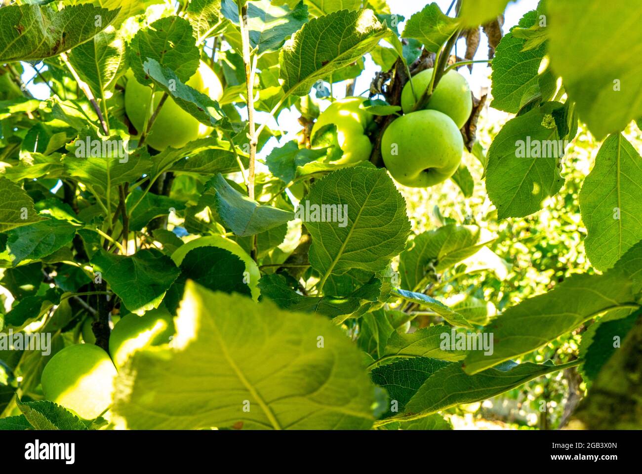 apple that is not yet ripe between the leaves and branches of the apple ...