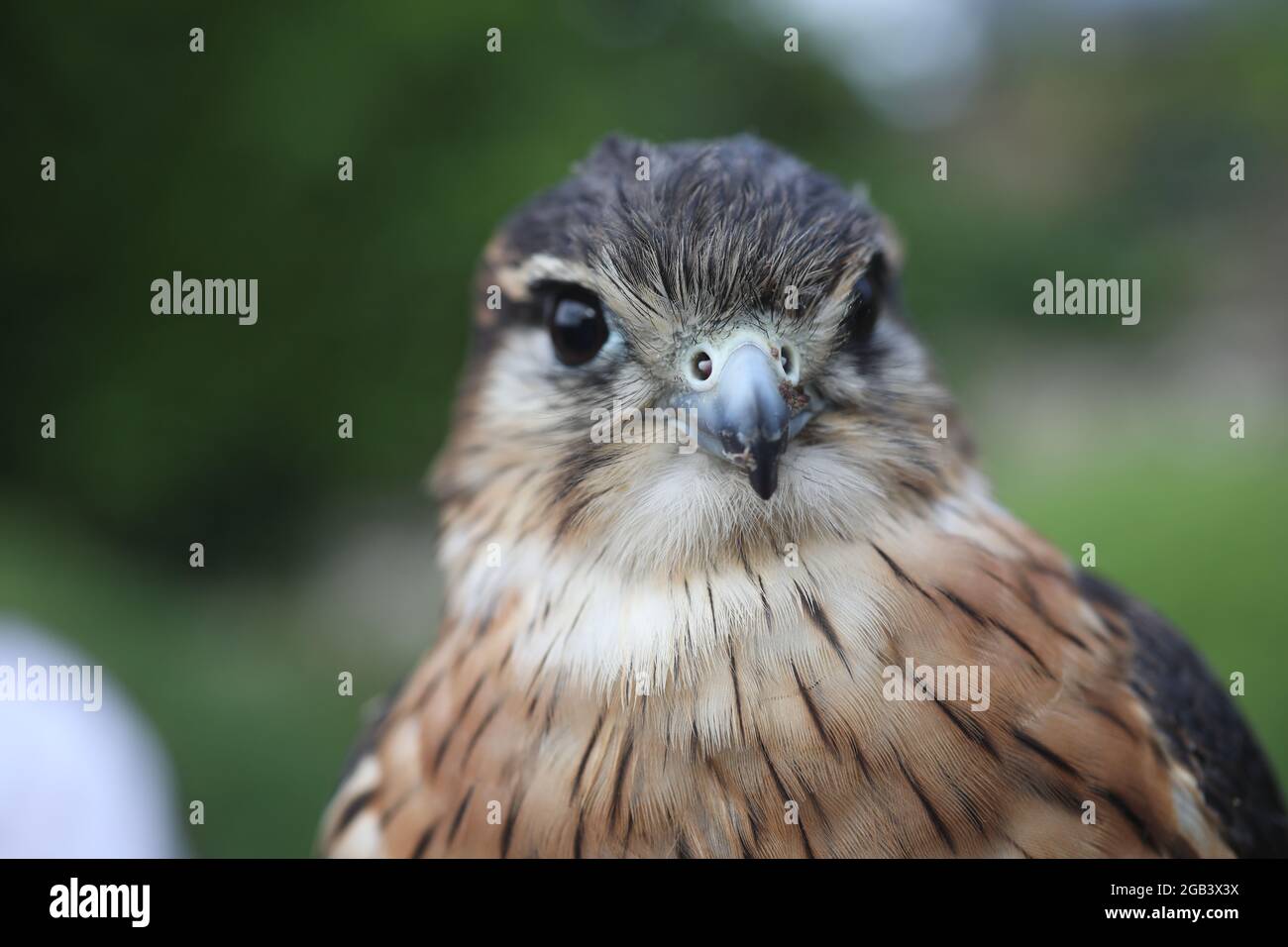A beautiful Merlin Bird, (a small species of falcon from the Northern ...