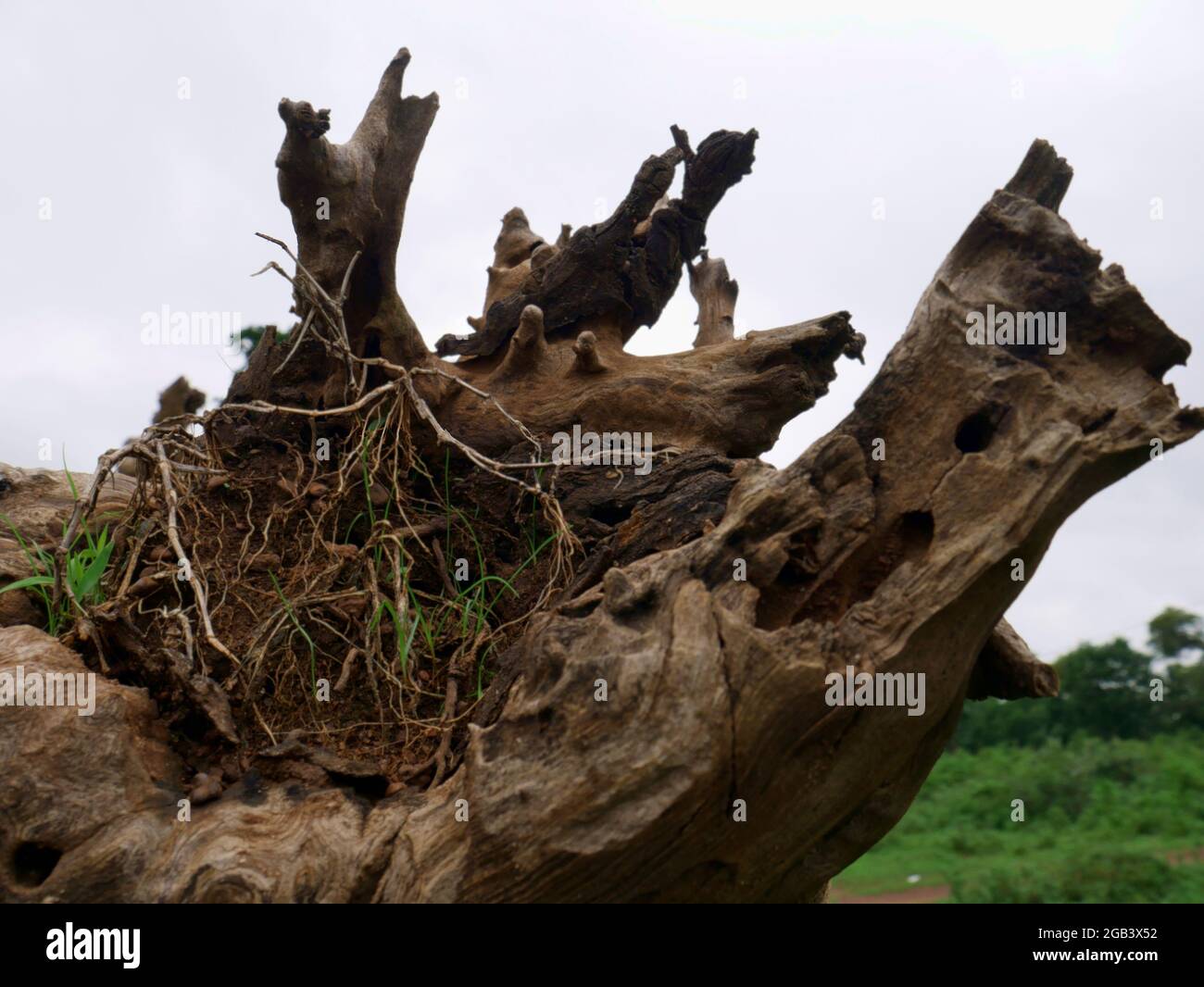 Tree root wood trunk lying on grass field around forest filed Stock ...