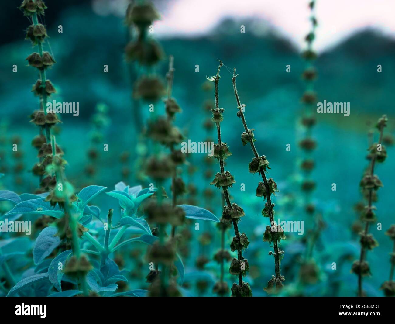 Tropical thorn plant presented around forest field nature image Stock ...