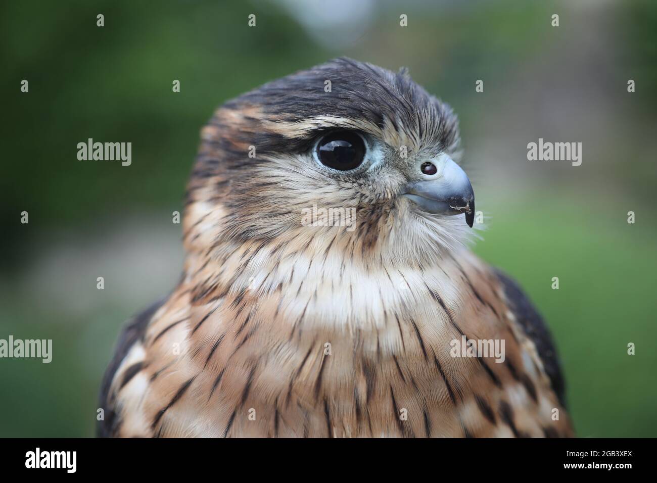 A beautiful Merlin Bird, (a small species of falcon from the Northern ...