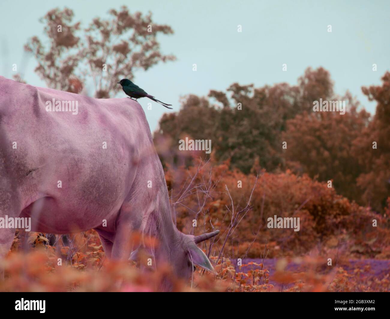 Black color flying bird sitting upon cow at grass forest area Stock ...