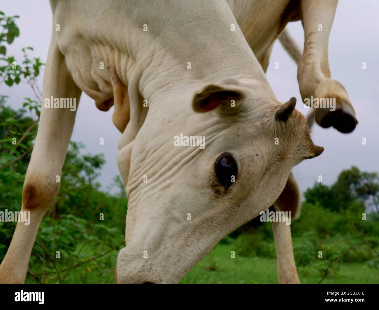 Cow itching on head at green grass filed, Mammals lifestyle concept ...