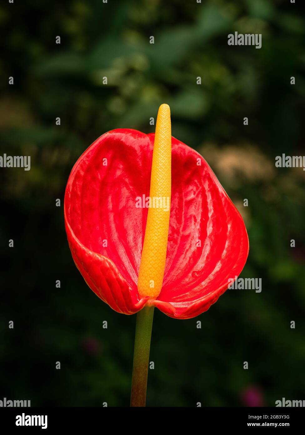 A close-up of a fresh red Anthurium andraeanum flamingo flower framed ...